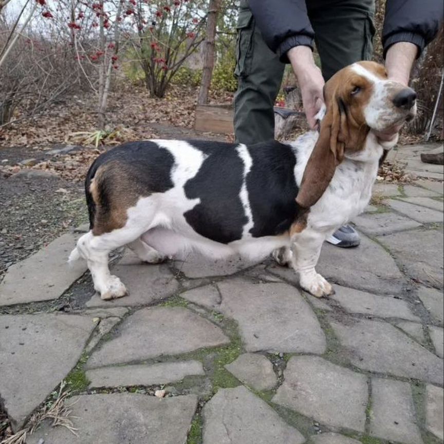 Басет хаунд