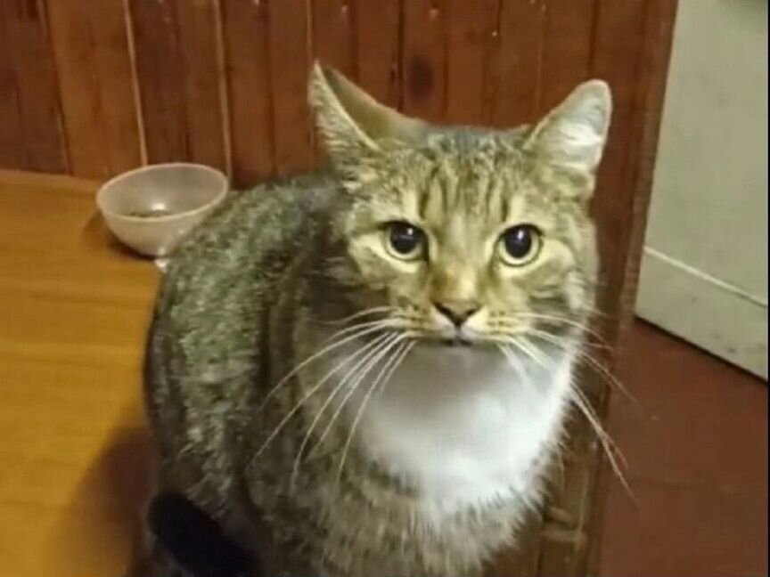 Ласковый кот в добрые руки