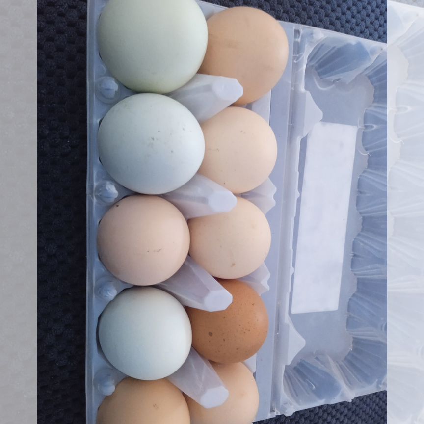 Яйцо домашнее