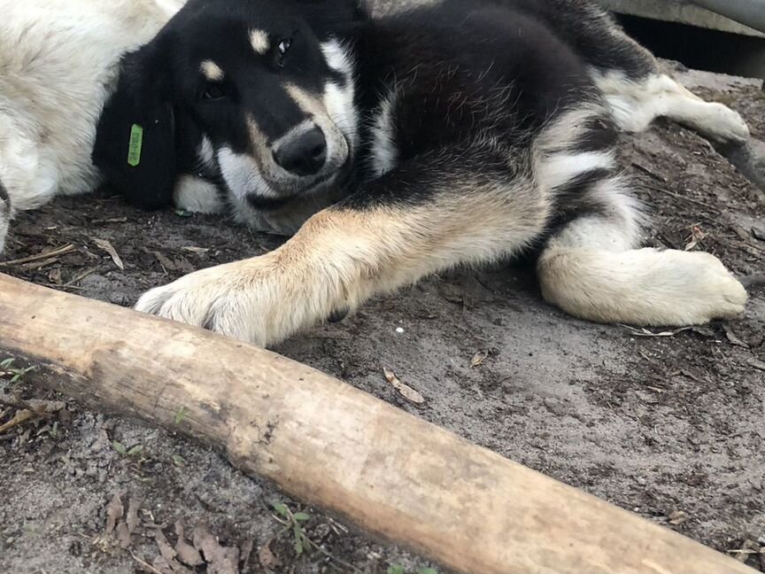 Мишка в дом