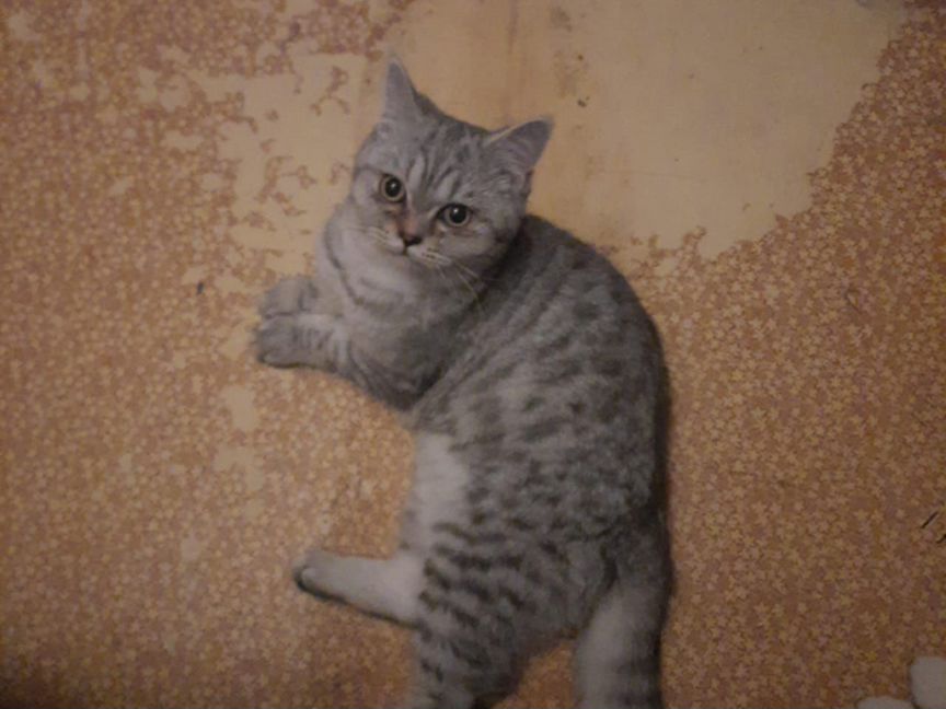 Шотландские прямоухие котята
