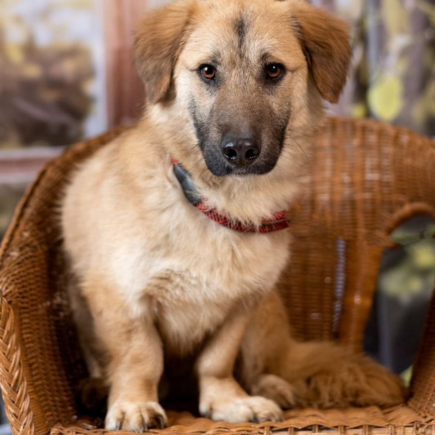 Взрослый пёс в добрые руки