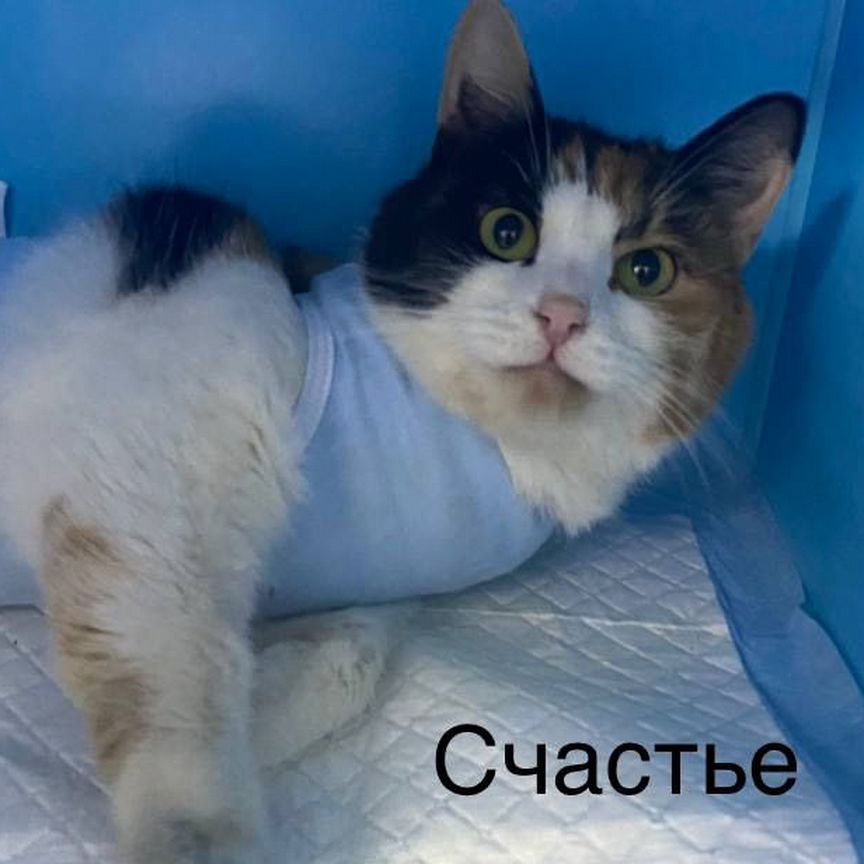 Кошечка трехцветка ищет дом иначе улица