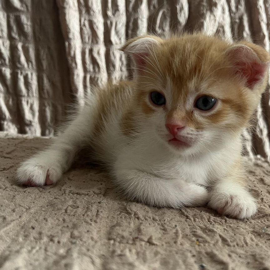 Шотландский вислоухий короткошёрстный котёнок