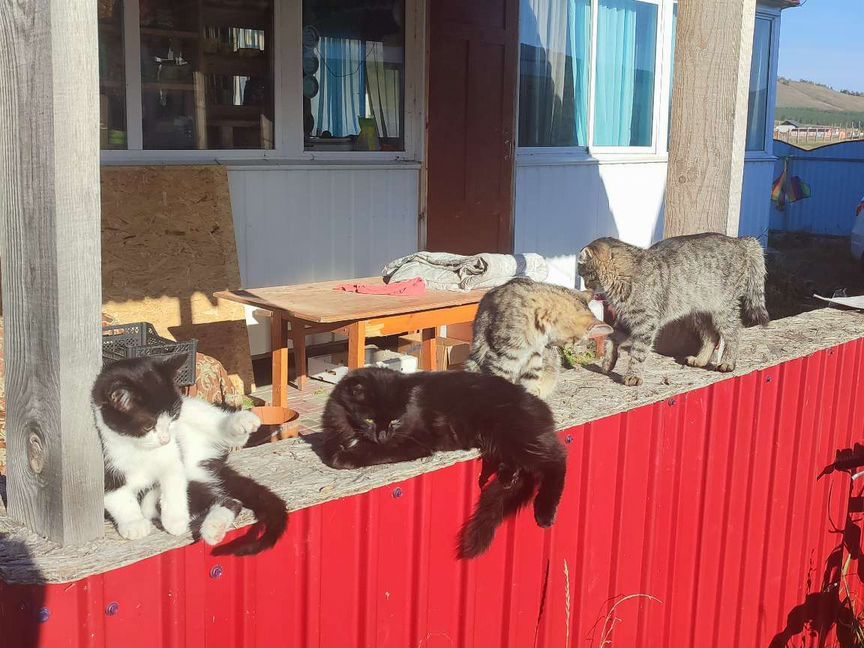 Котята в добрые руки