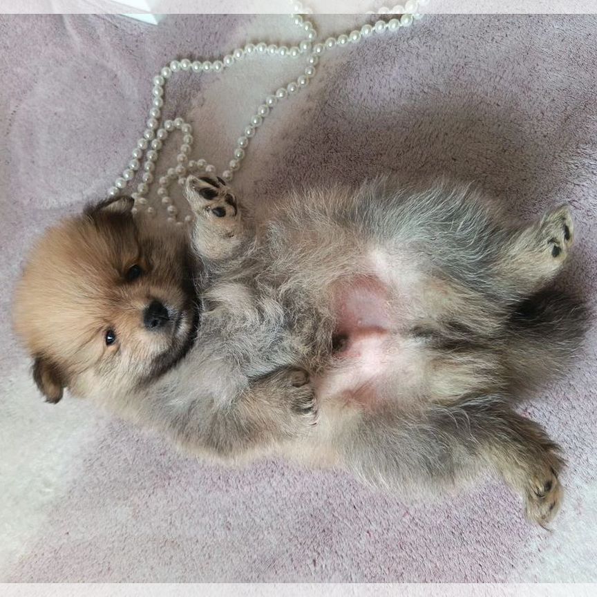 Немецкий шпиц, щенок