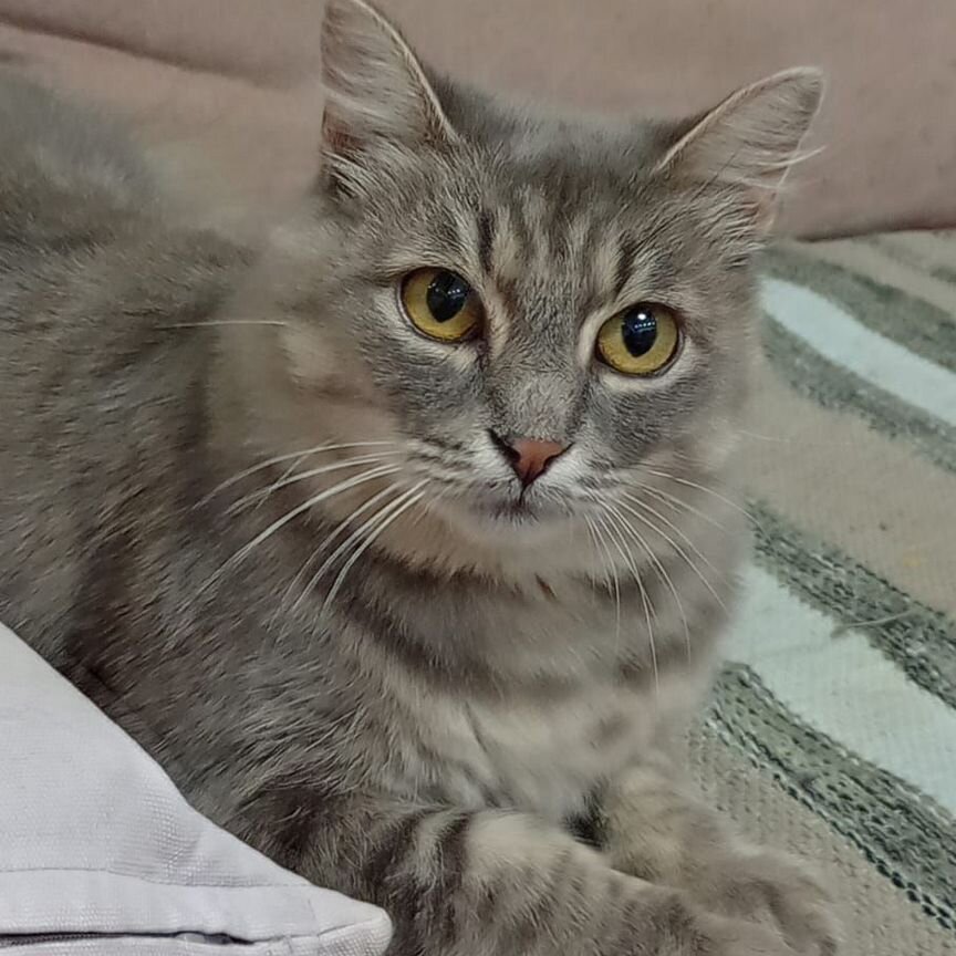 Сибирская кошка, взрослая