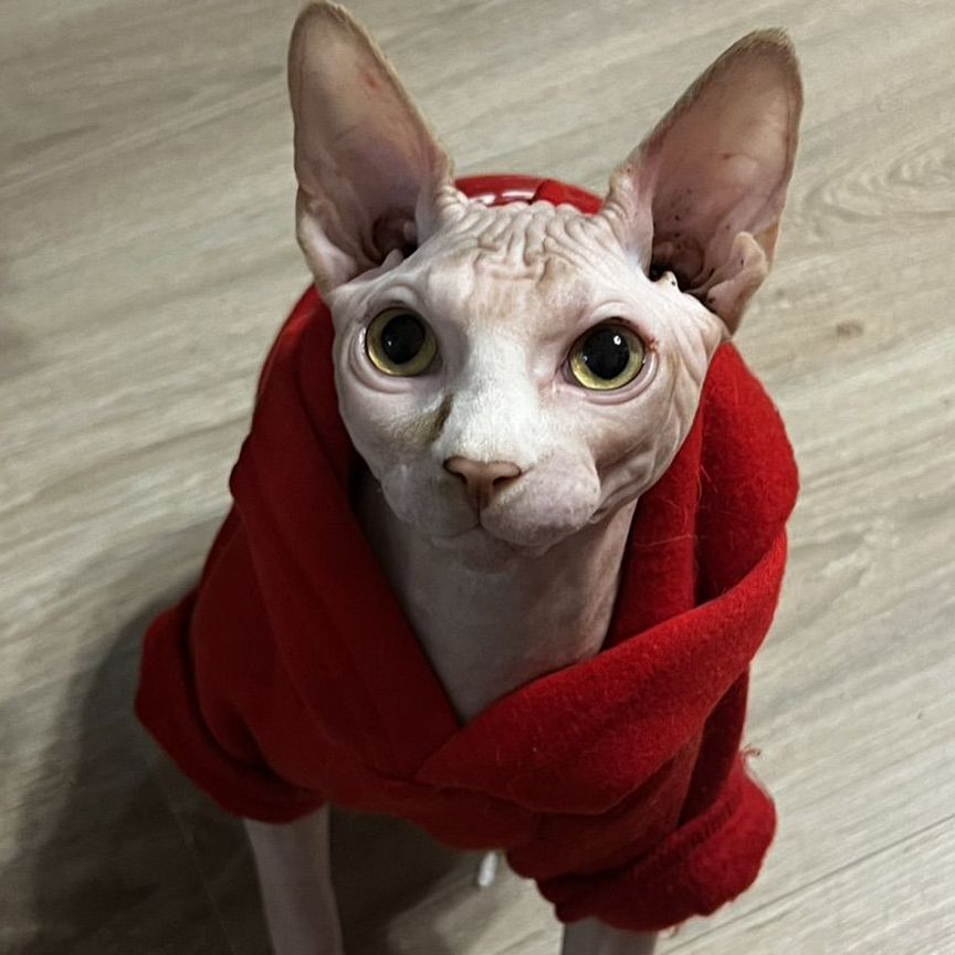 Канадский сфинкс, кот вязка