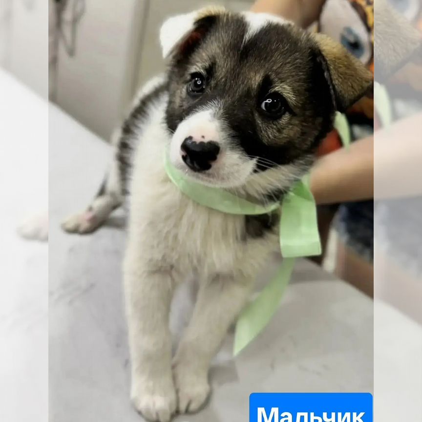 Щенок в добрые руки