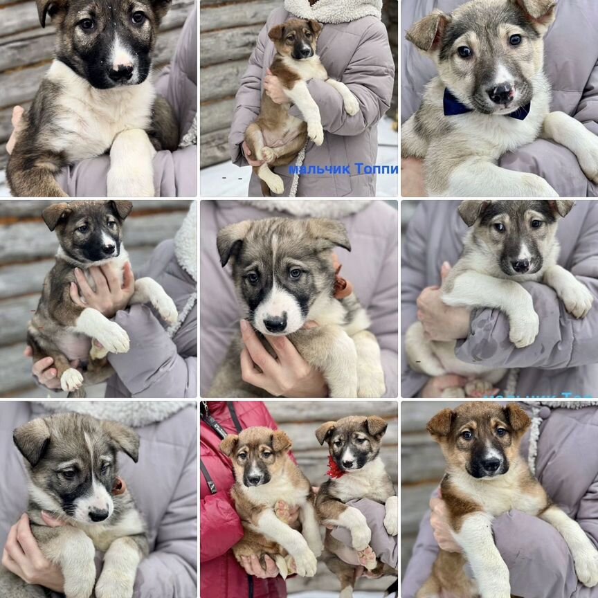 Щенки, мальчики и девочки, в добрые руки