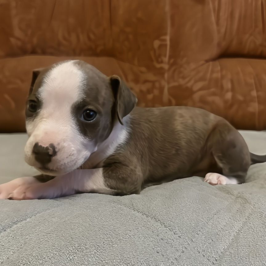 Американский стаффордширский терьер, щенок