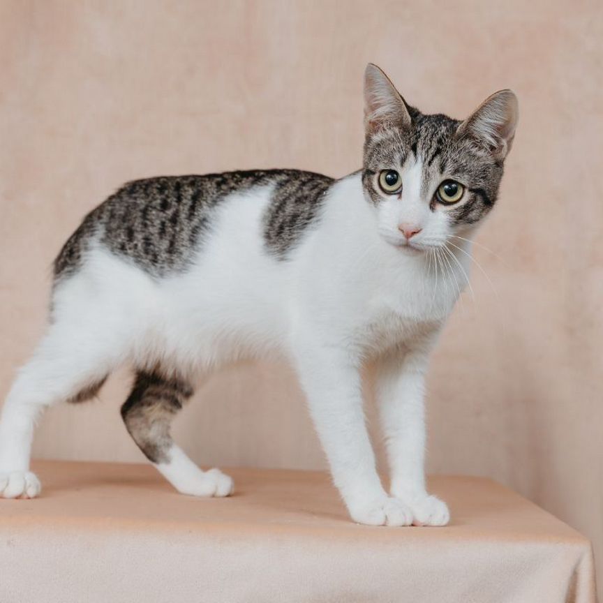 Красавчик Бруно