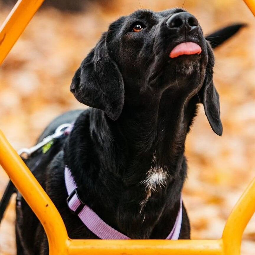 Взрослая собака в добрые руки