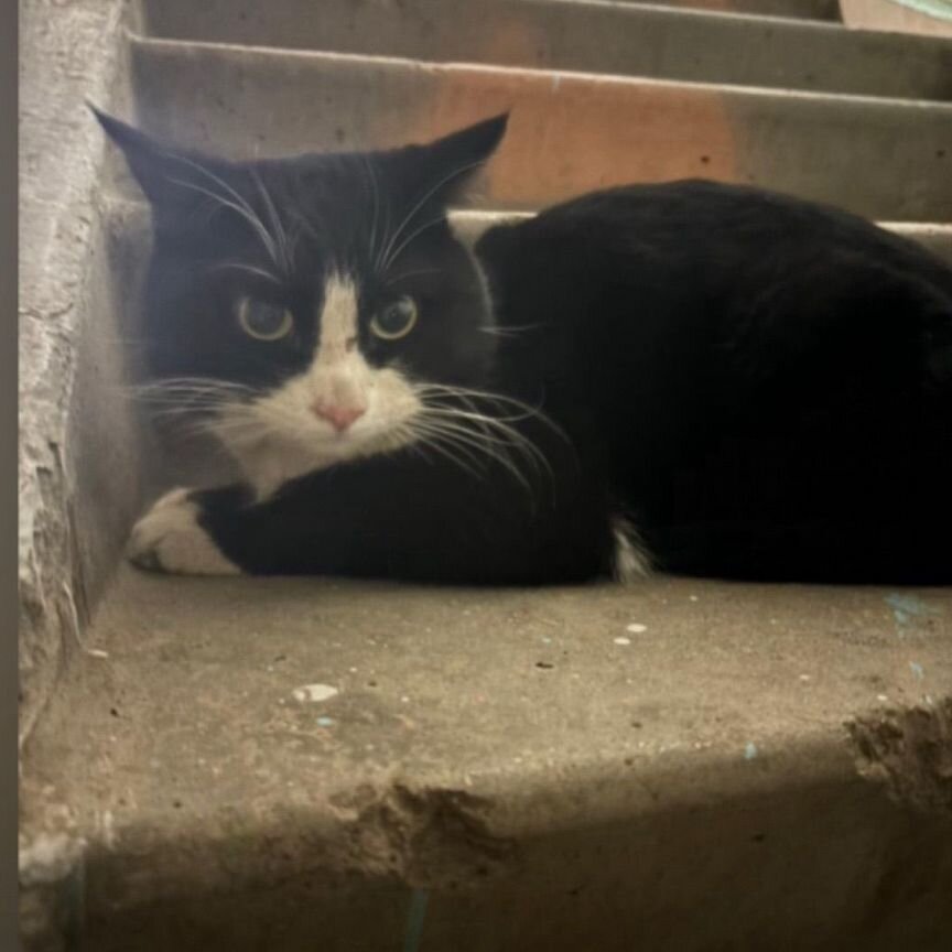 Взрослая кошка в добрые руки