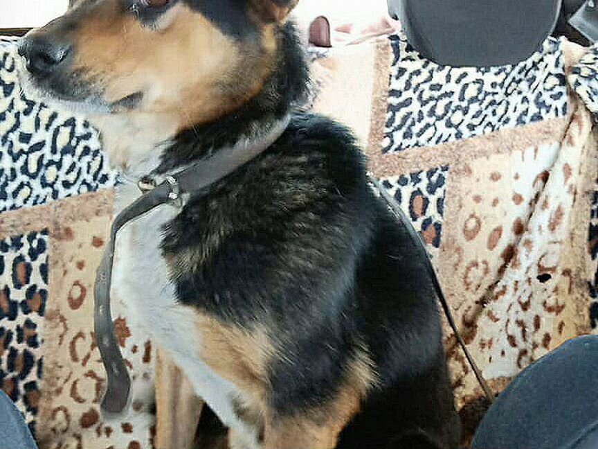 Собака небольшой мальчик 4 года кастрирован