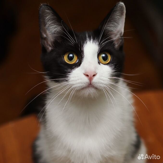 Кошка Вера ищет дом
