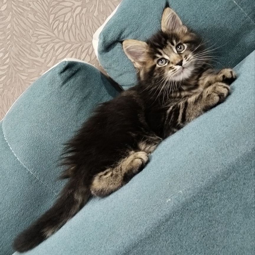 Котята мейн-кун