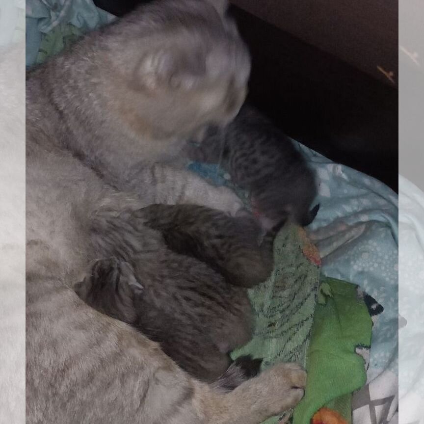 Шотландский вислоухий короткошёрстный котёнок