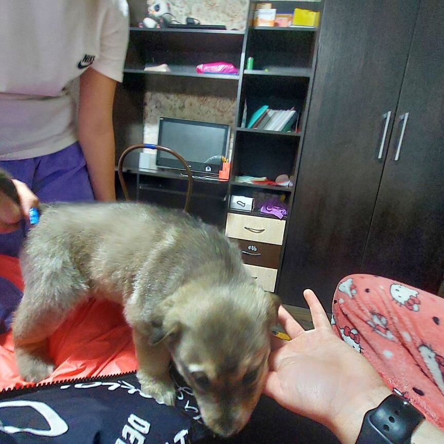 Бультерьер