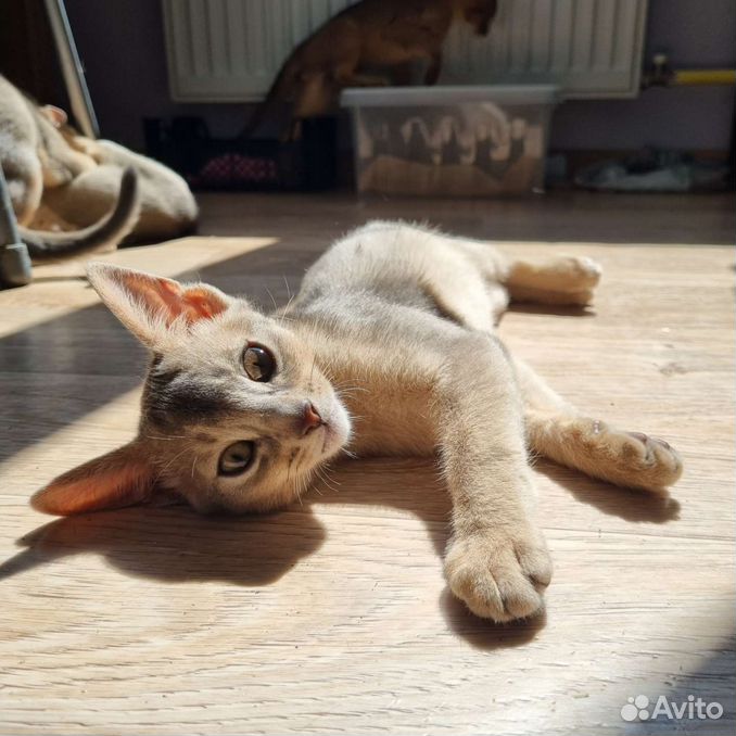 Абиссинска кошечка голубая