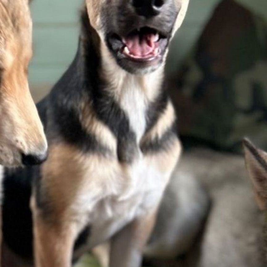 Собака в добрые руки