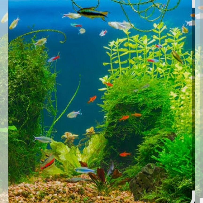 Водоросли для аквариума