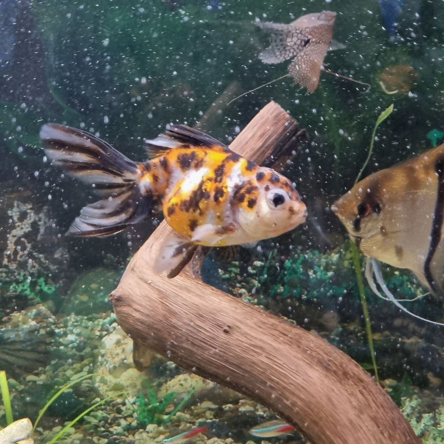 Золотая рыбка скалярия