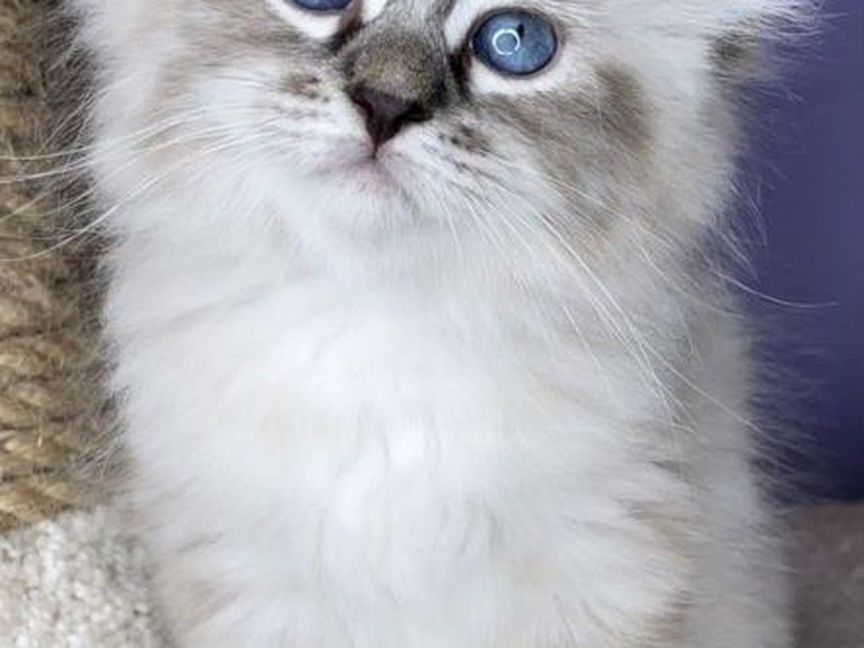 Кошки