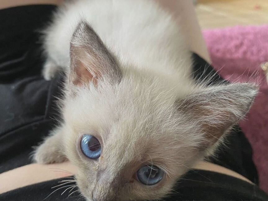 Котик Мирон 1,5 мес, лоток 5+