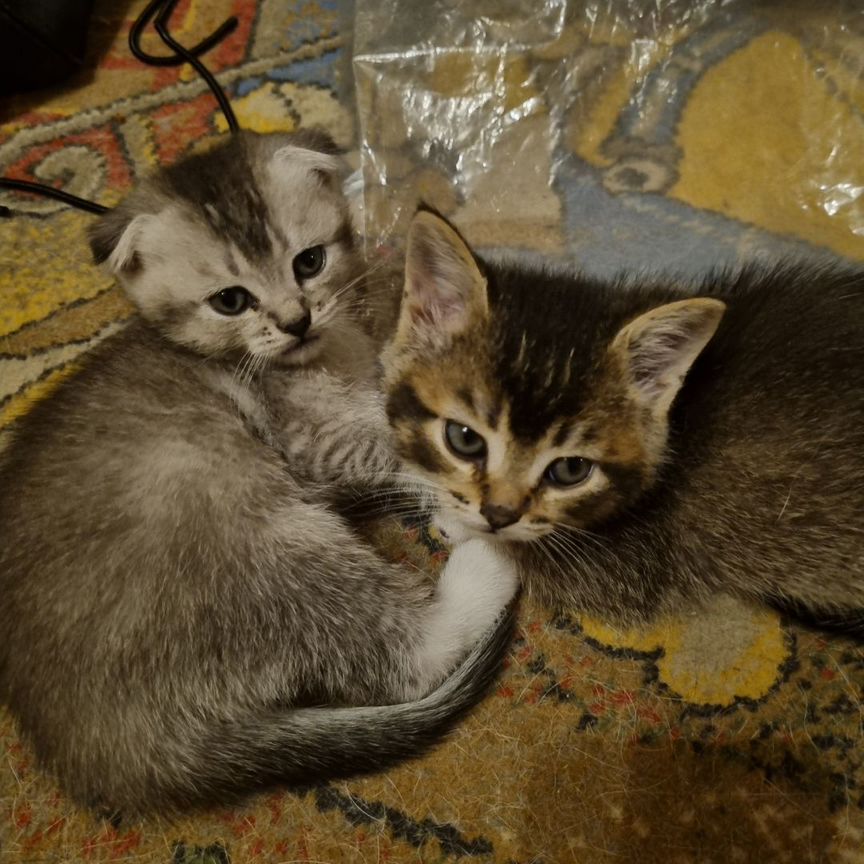 Шотландская