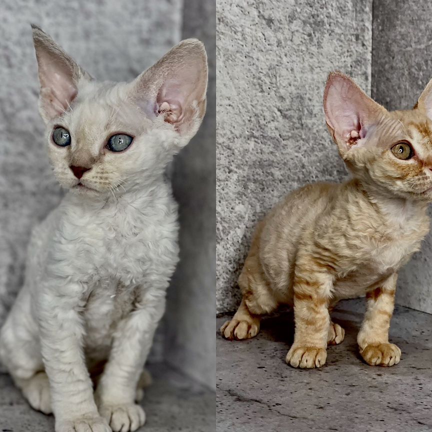 Нежные котята Девоны