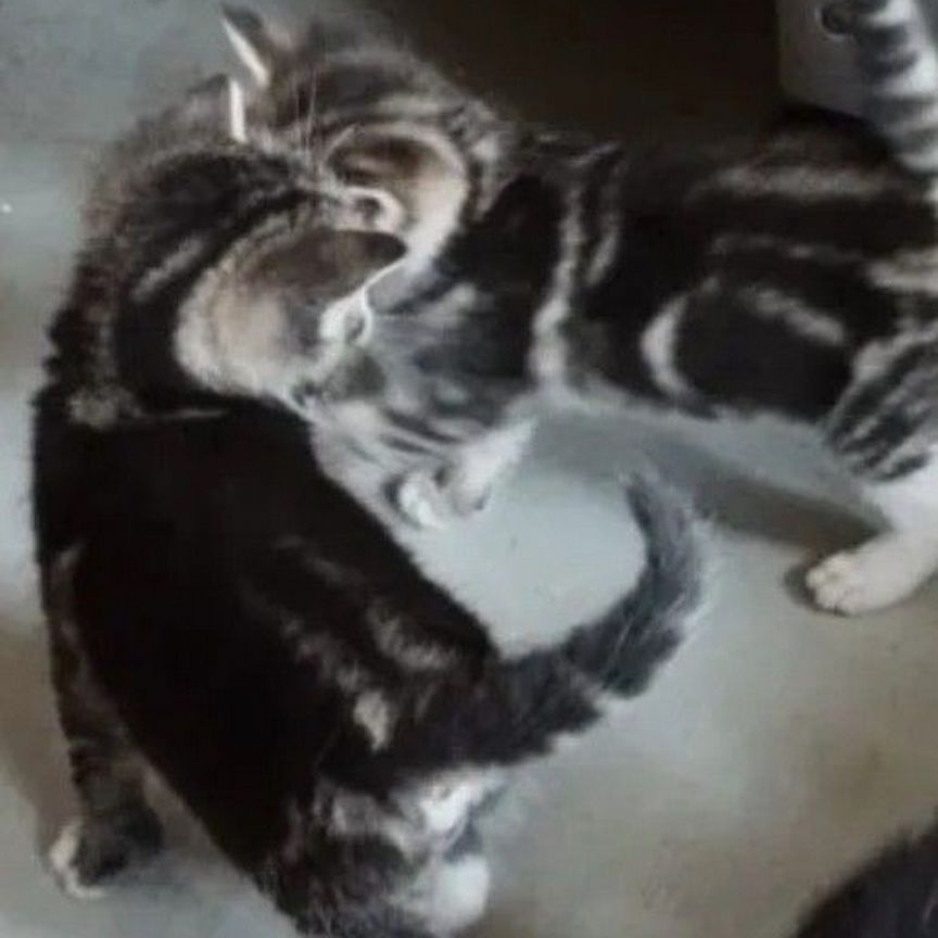 Котята 1 месяц