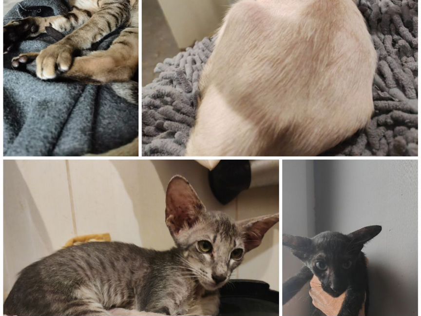Ориентальные котята