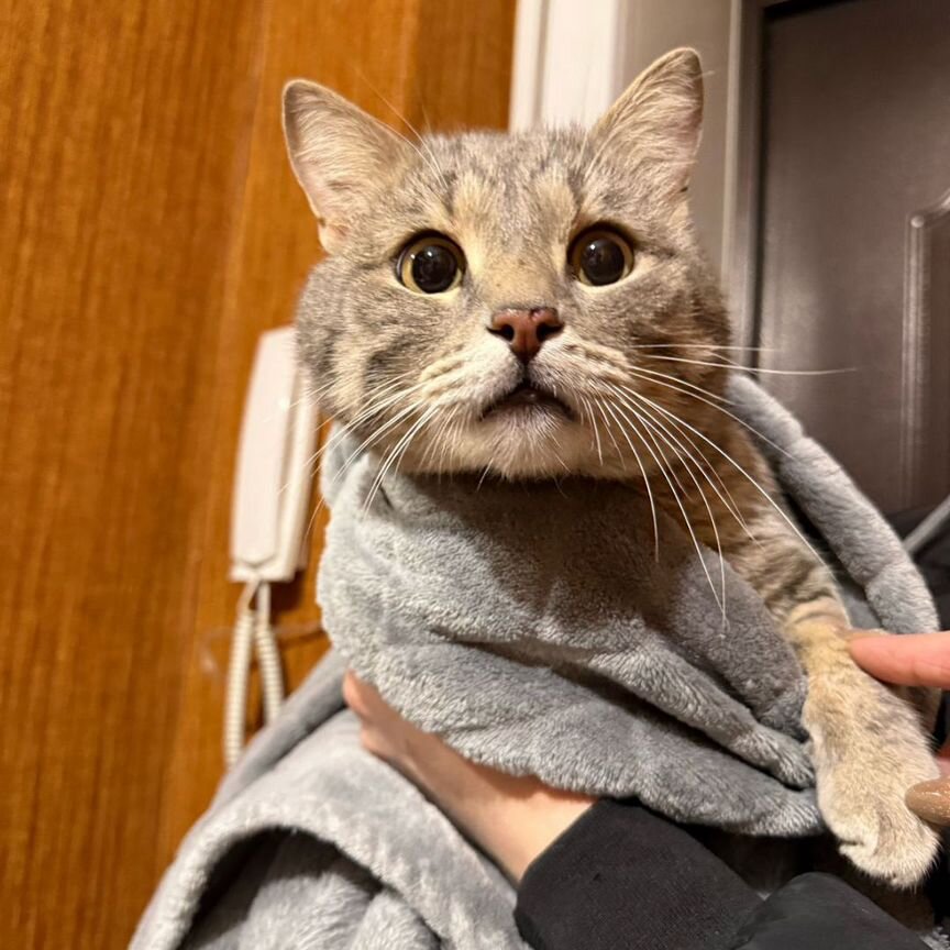 Кастрированный котик