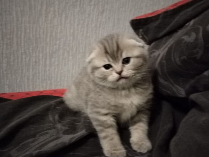 Продам котенка