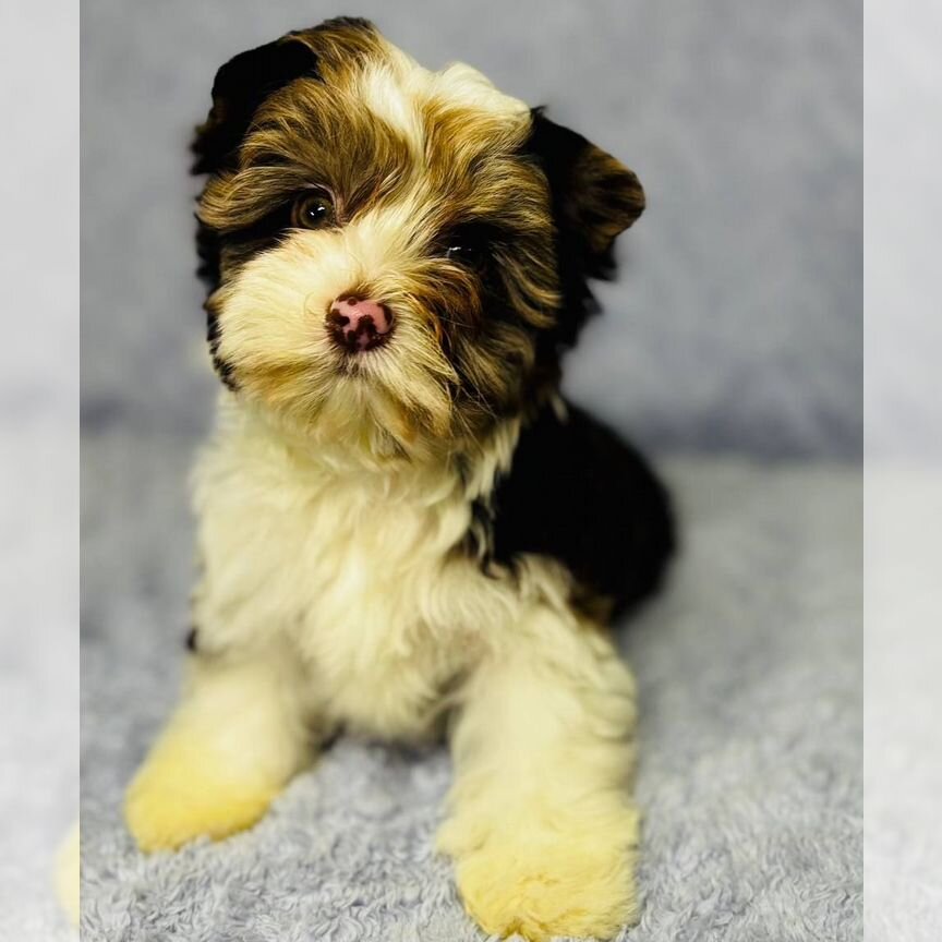 Йоркширский терьер, щенок