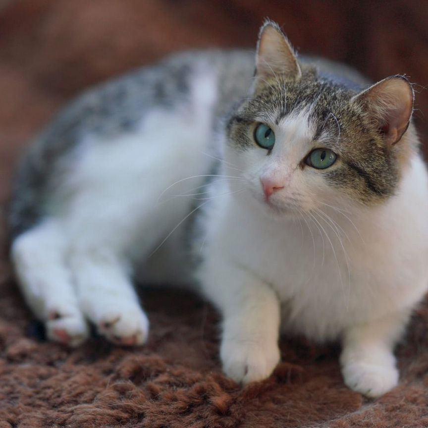 Кошечка девочка, около года