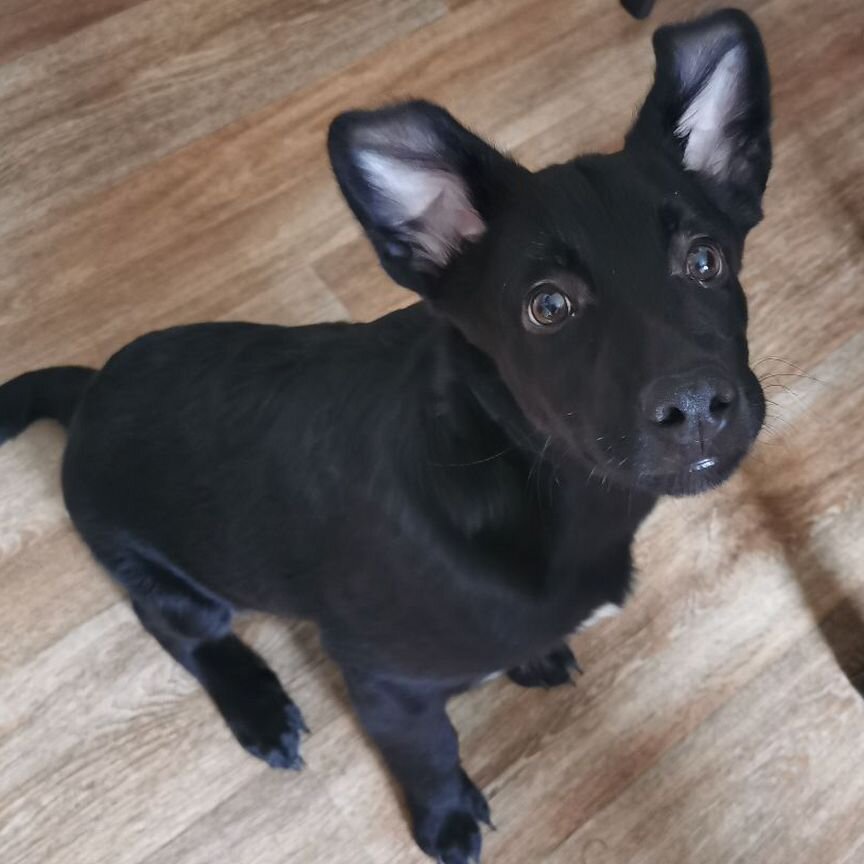 Немецкая овчарка, щенок