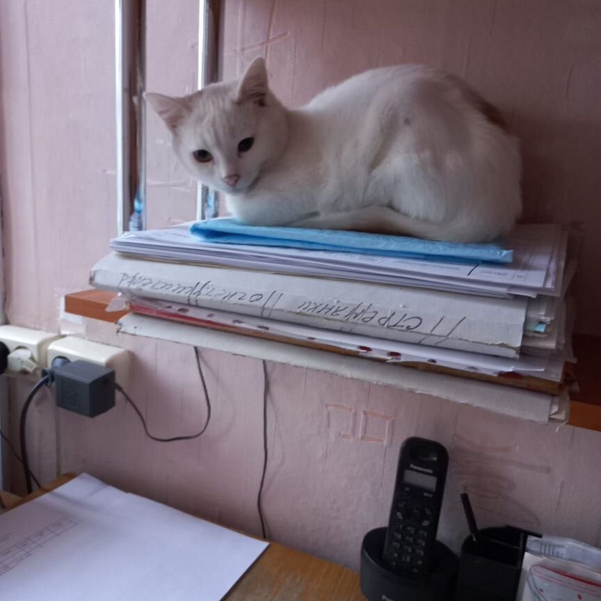 Котёнок белый