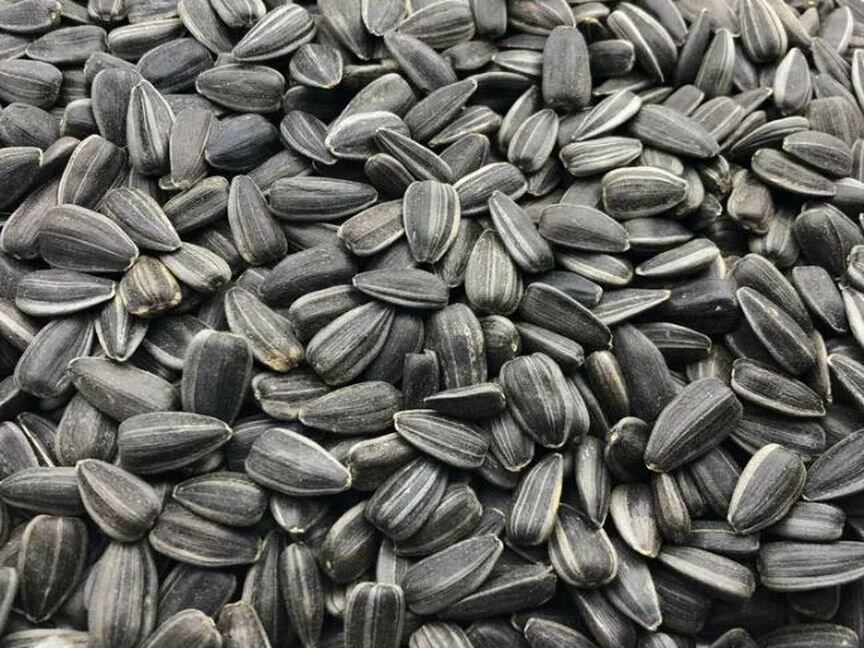 Семечка подсолнечника