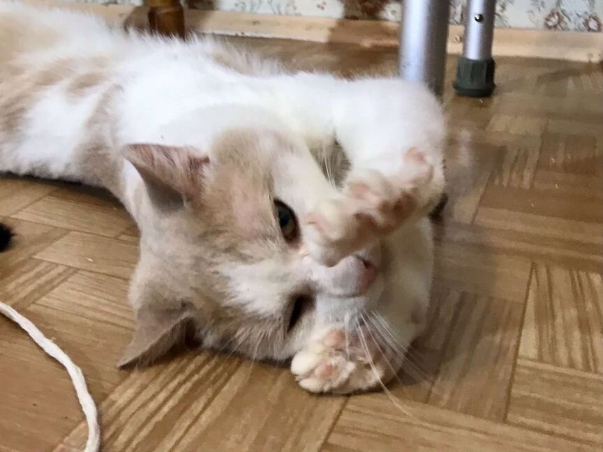 Котик с красивым окрасом