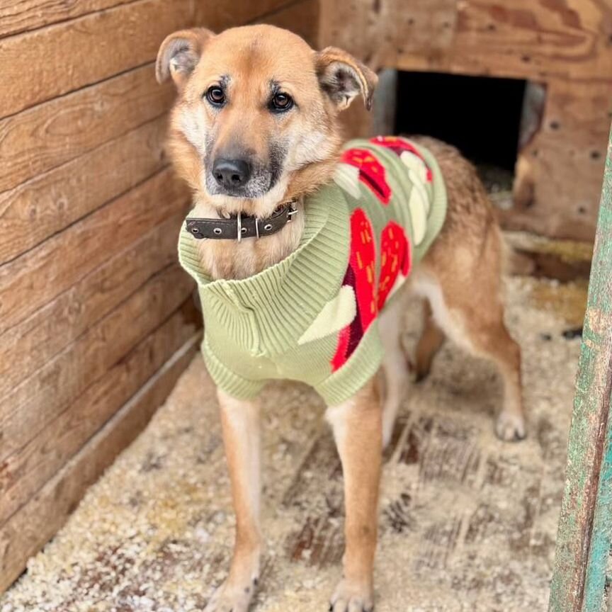 Взрослая собака в добрые руки