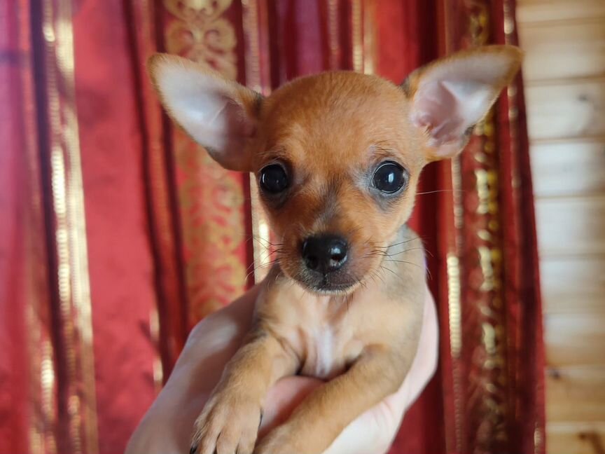 Щенки пражский крысарик