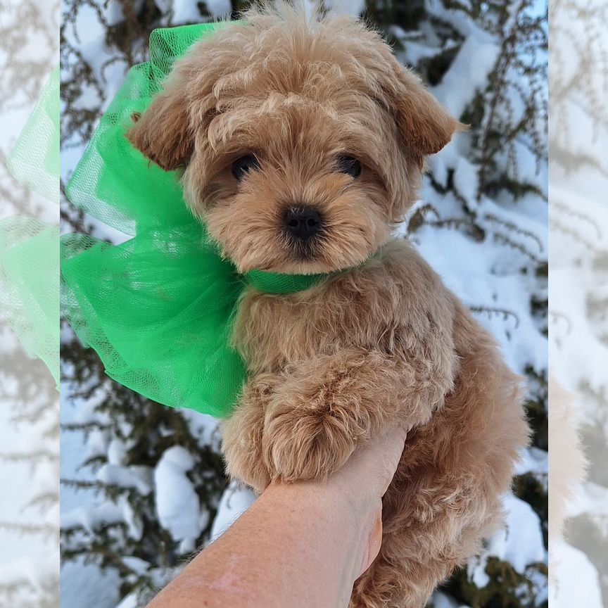 Мальтипу, щенок