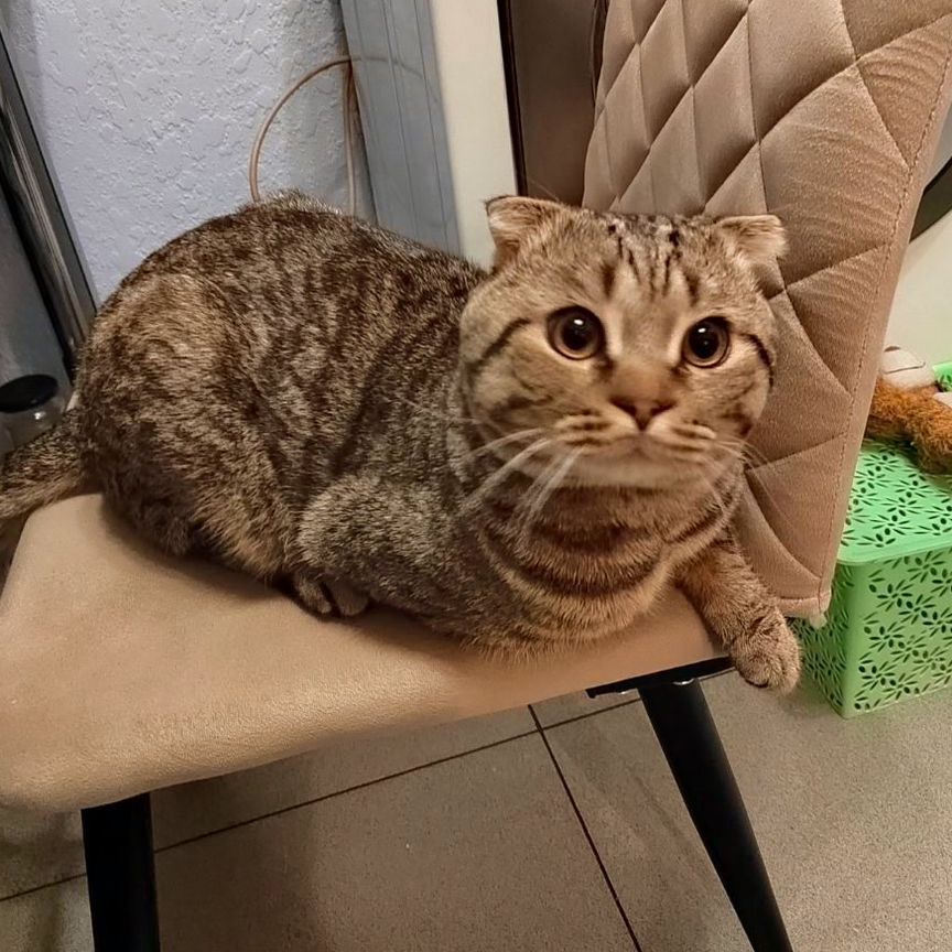 Котик на вязку