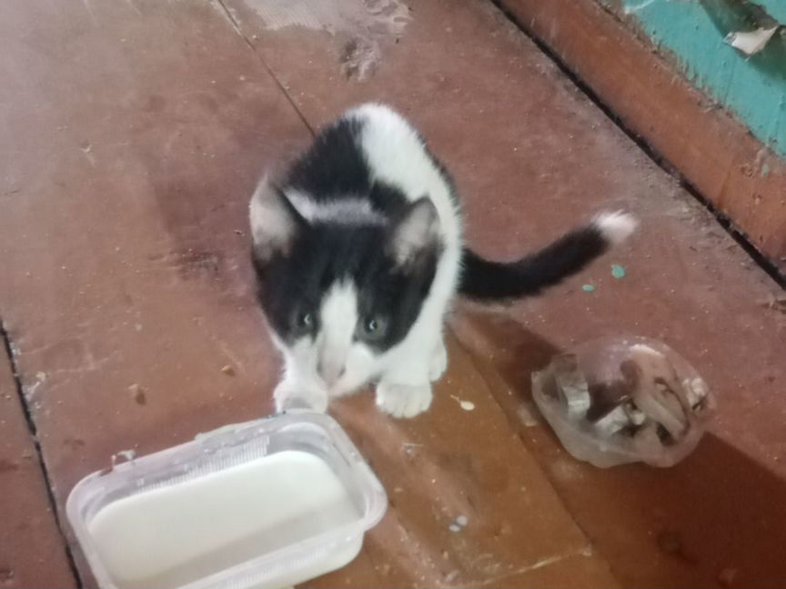 Котята в дар