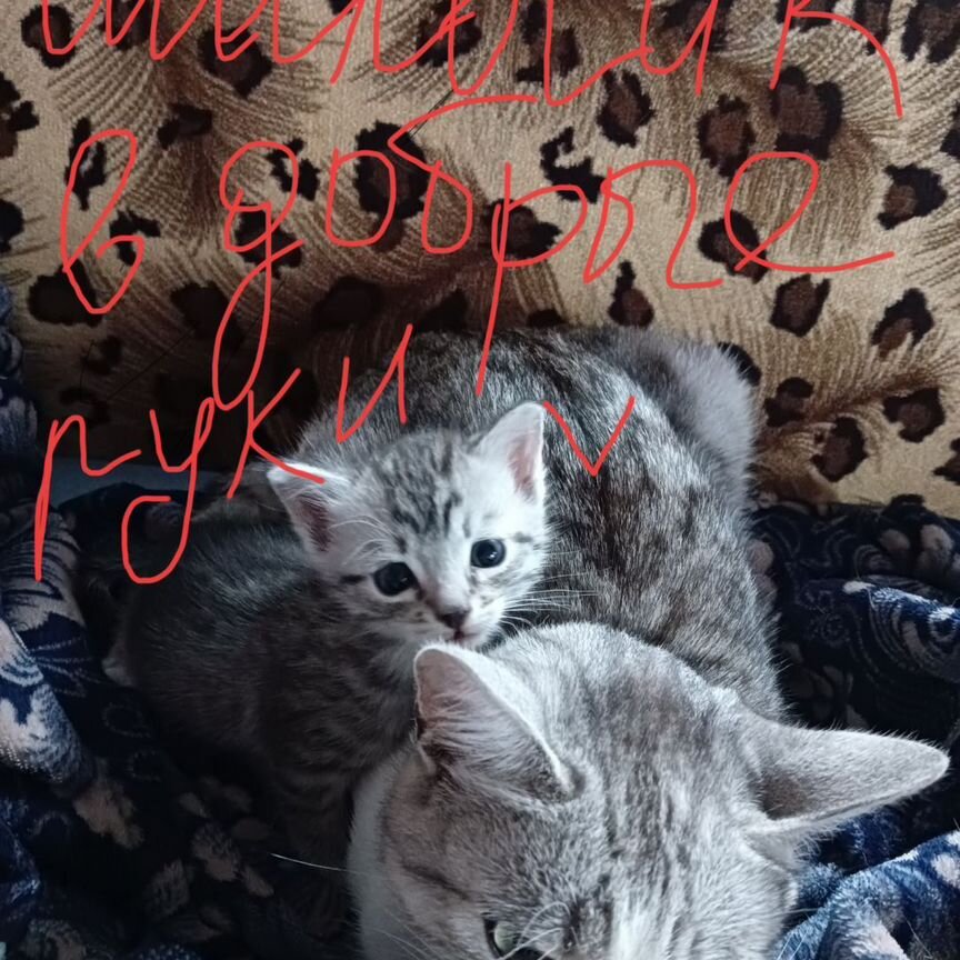Отдам кота в добрые руки