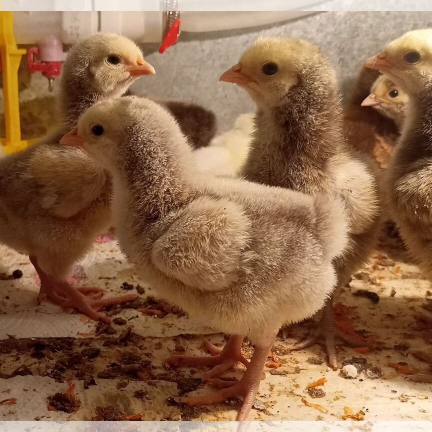 Цыплята орпингтон