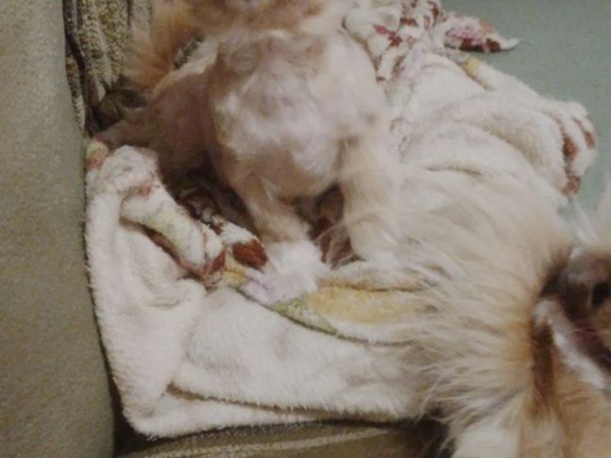 Пекинессочка малышка