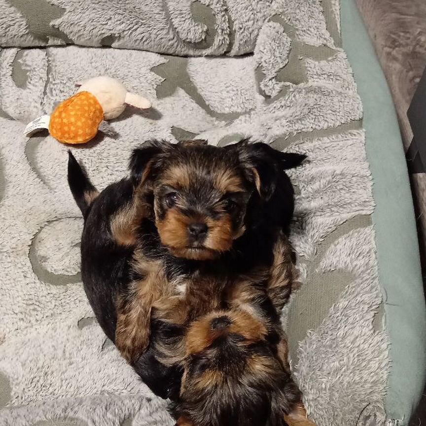 Йоркширский терьер щенки стандарт